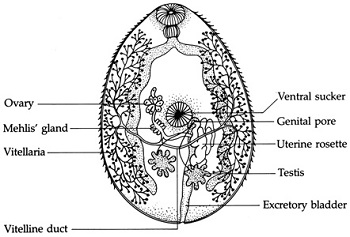 Paragonimus westermani - Introduction, Classification, History, Habitat ...