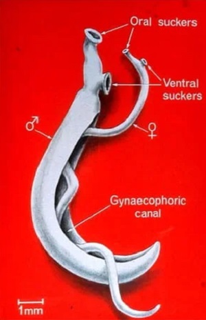 Schistosoma mansoni - Introduction, Classification, History, Habitat ...